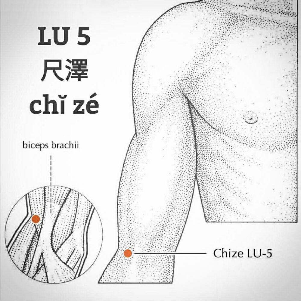 Locating AcuPoint LU 5 (尺泽 Chi Ze) – Yinspiration